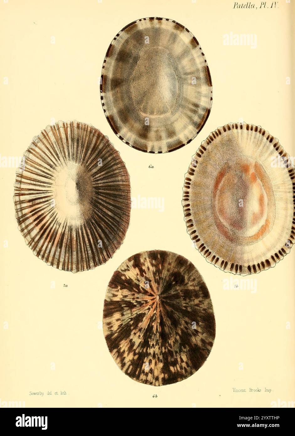Bottom right shell features hi-res stock photography and images - Alamy