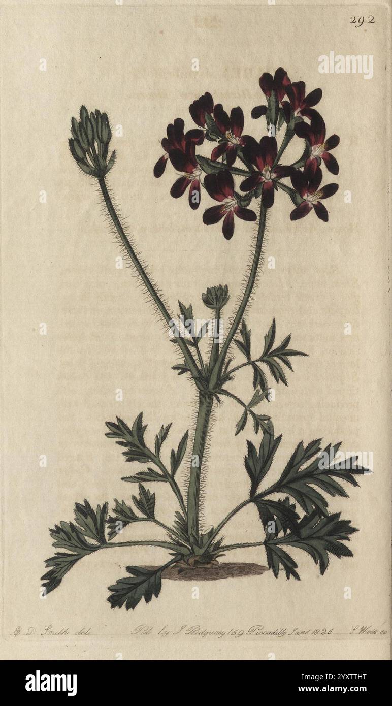 Geraniaceae, London, Printed for James Ridgway, Piccadilly, 1820-1830 ...