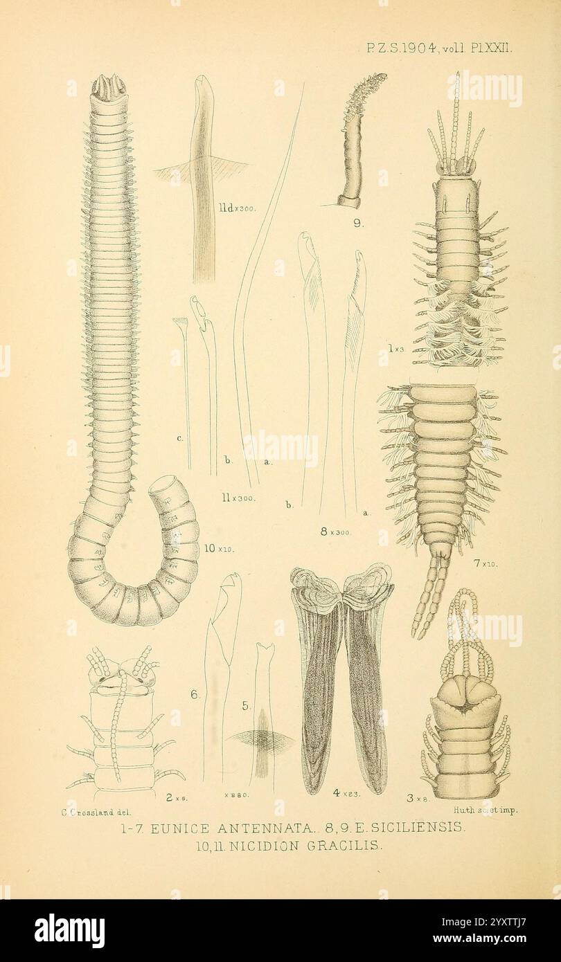 Proceedings of the Zoological Society of London, London, Academic Press ...