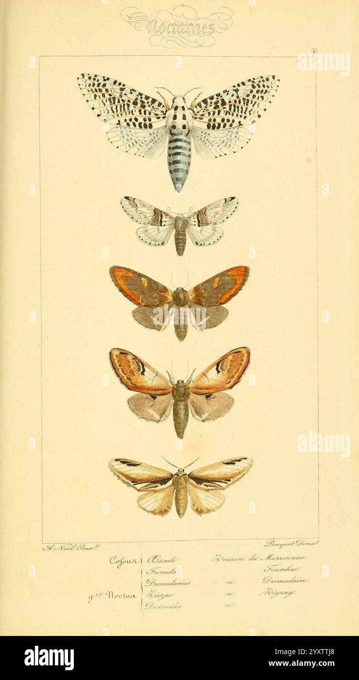 Beautifully illustrated moths showcasing hi-res stock photography and ...