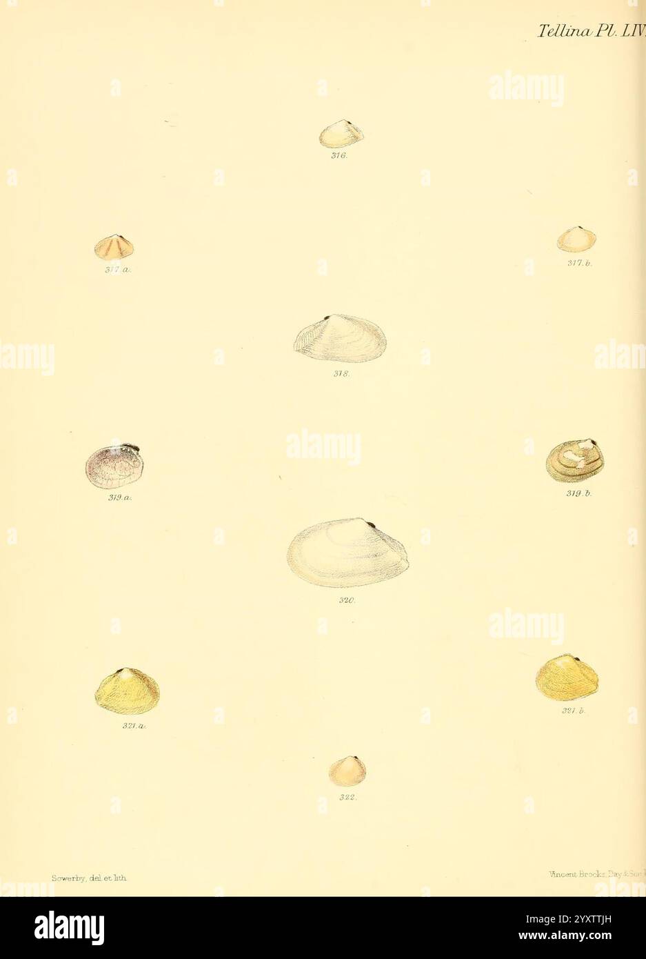 Conchologia iconica, Illustrations of the shells of molluscous animals ...