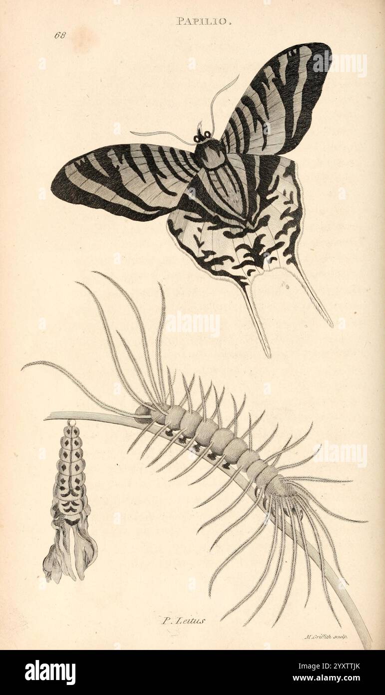 Segmented creature captures attention hi-res stock photography and ...