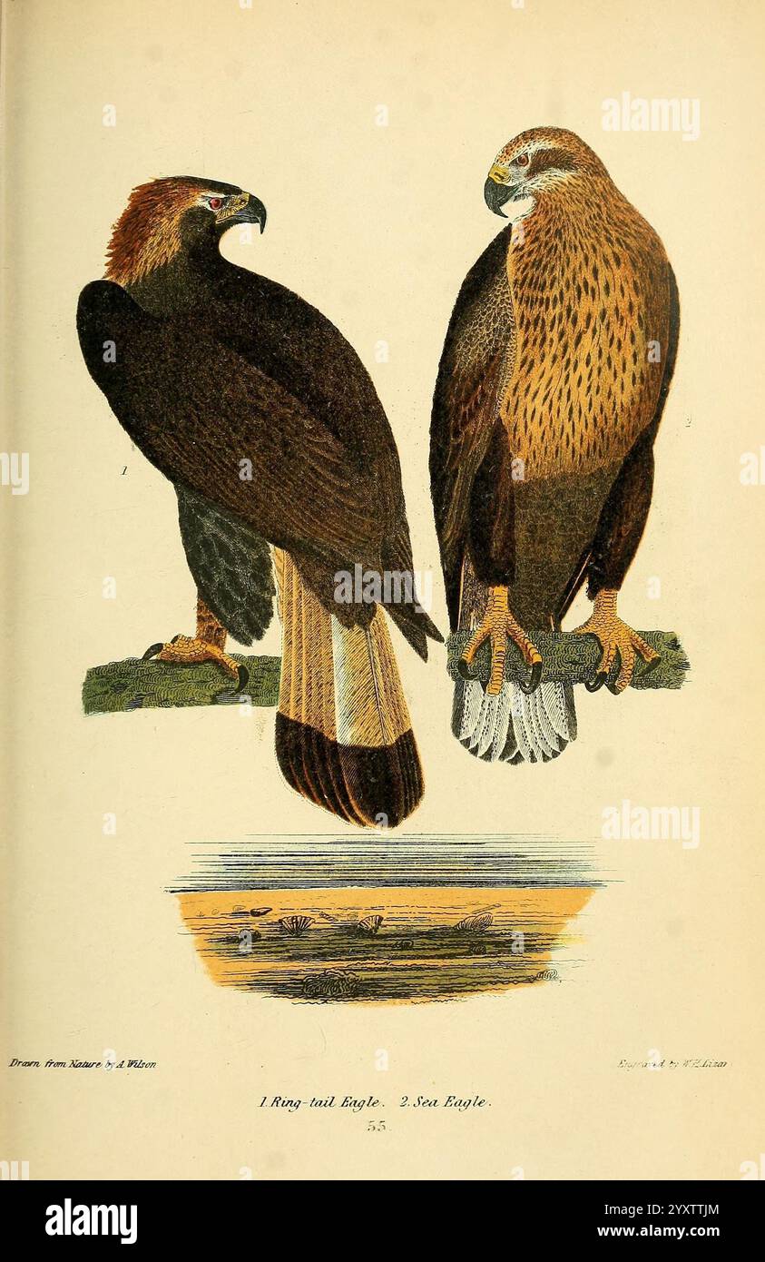 Sea eagles affinity hi-res stock photography and images - Alamy