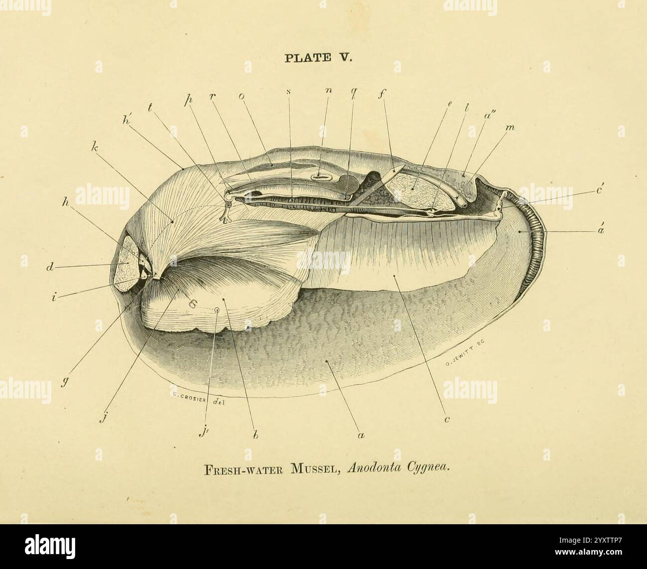 Forms of animal life, Oxford, Clarendon Press, 1870, mussel, zoology ...