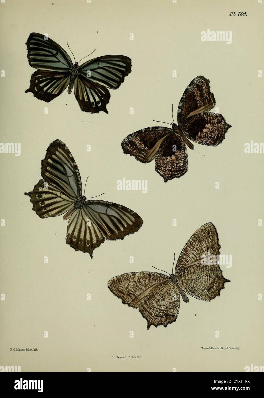 Four distinctly illustrated butterflies hi-res stock photography and ...