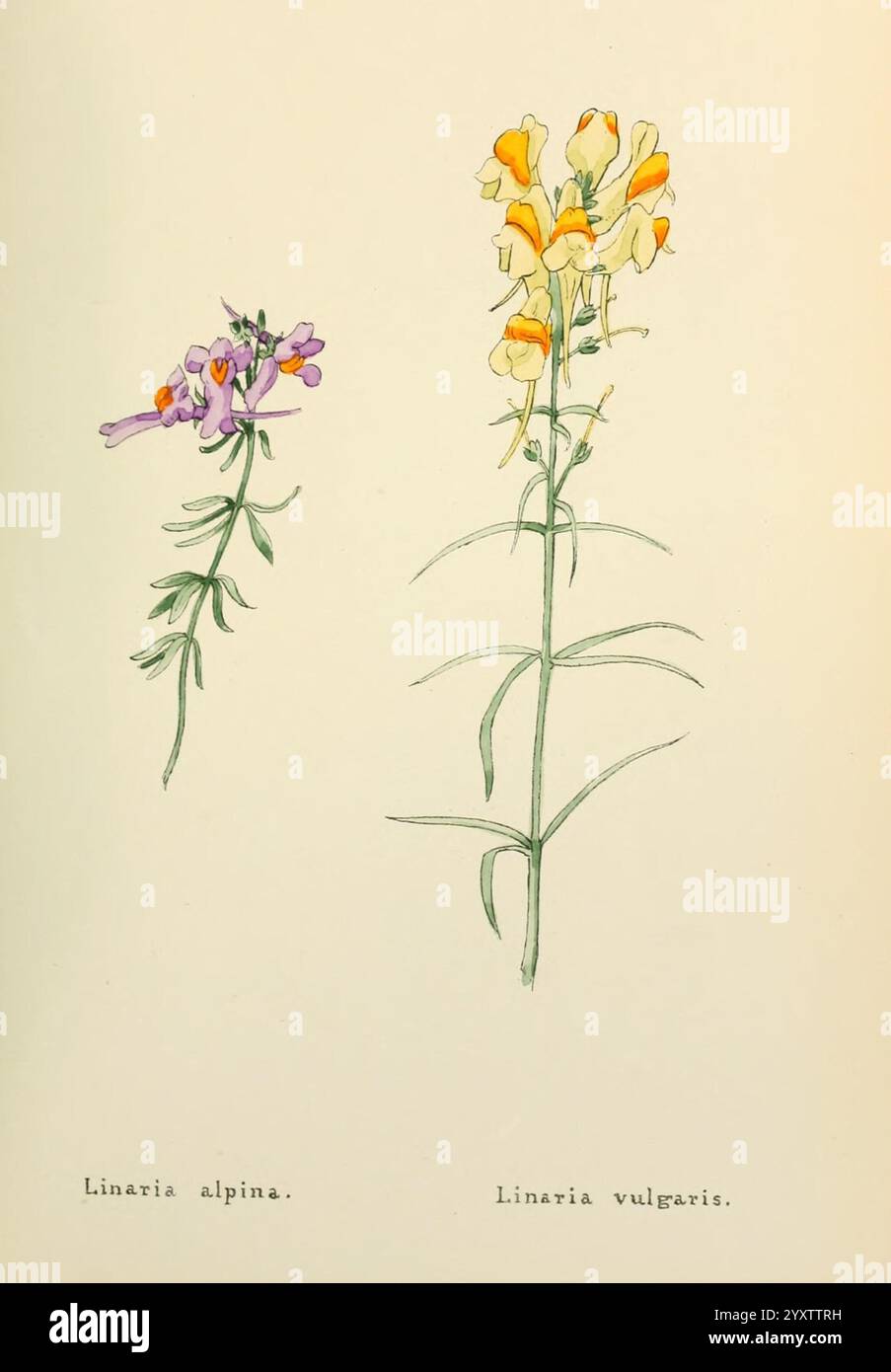 Linaria vulgaris features hi-res stock photography and images - Alamy