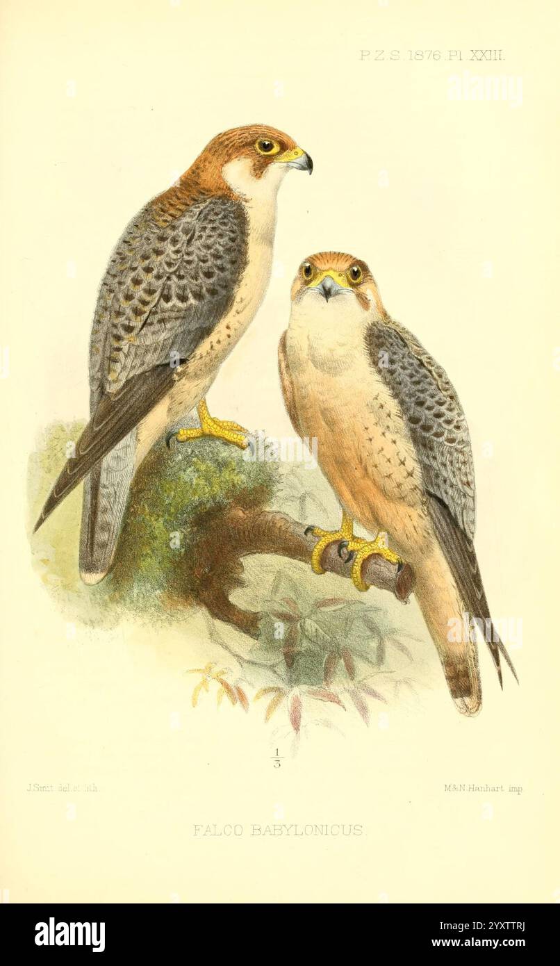 Right side prominently displays hi-res stock photography and images - Alamy