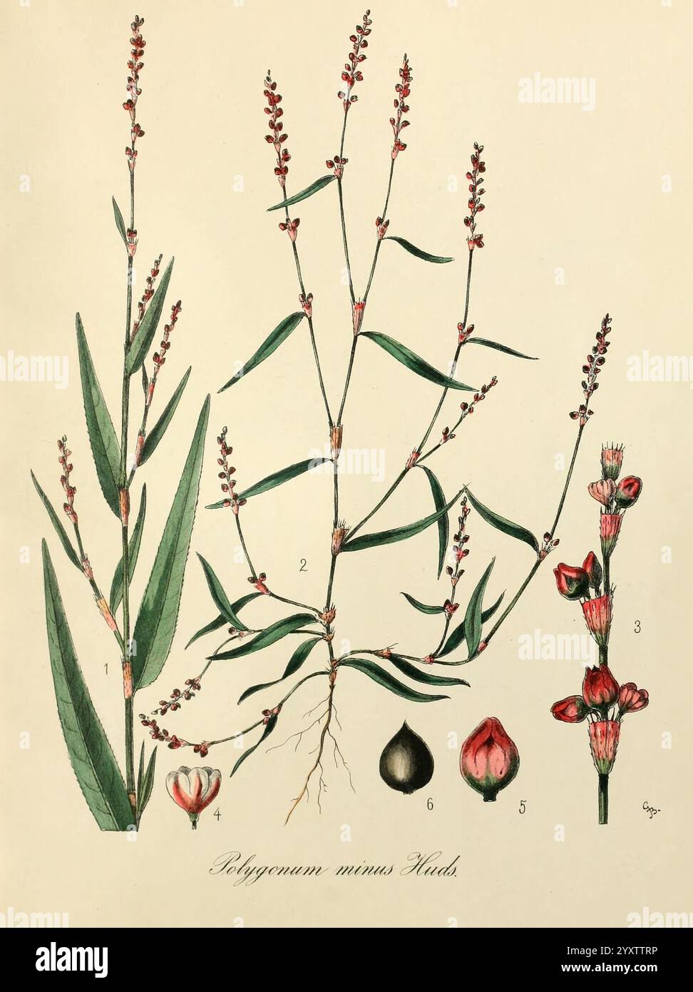 Highlighting different growth stages hi-res stock photography and ...