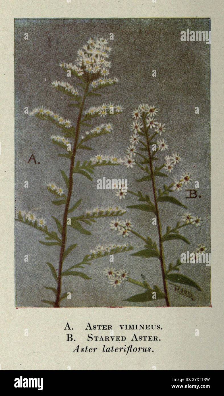 Aster vimineus showcases slender hi-res stock photography and images ...