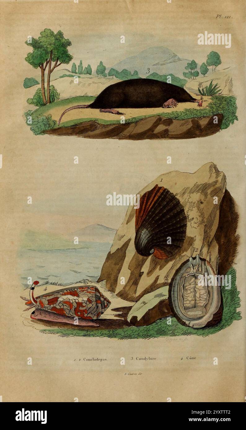 Sturdy turtle shell hi-res stock photography and images - Alamy