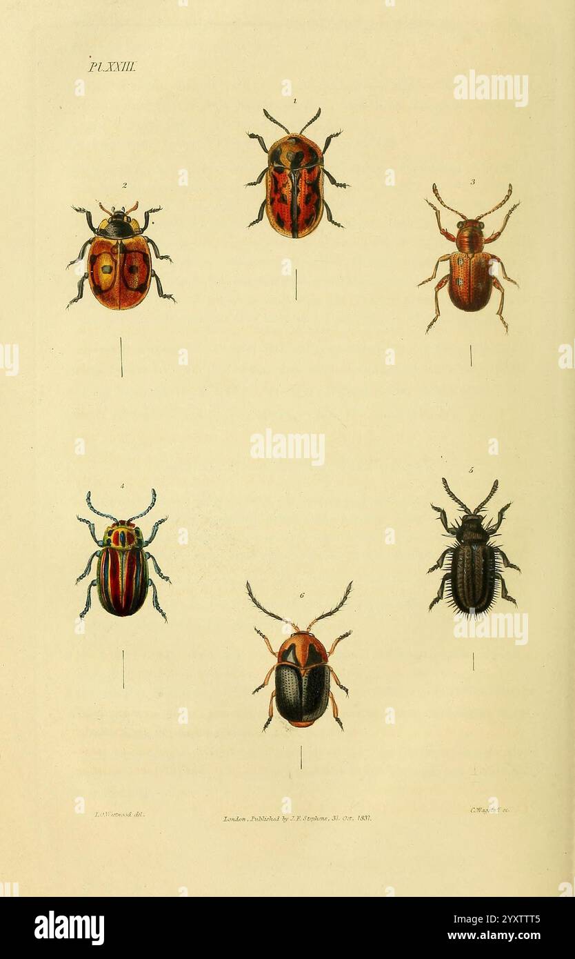Six different beetles hi-res stock photography and images - Alamy