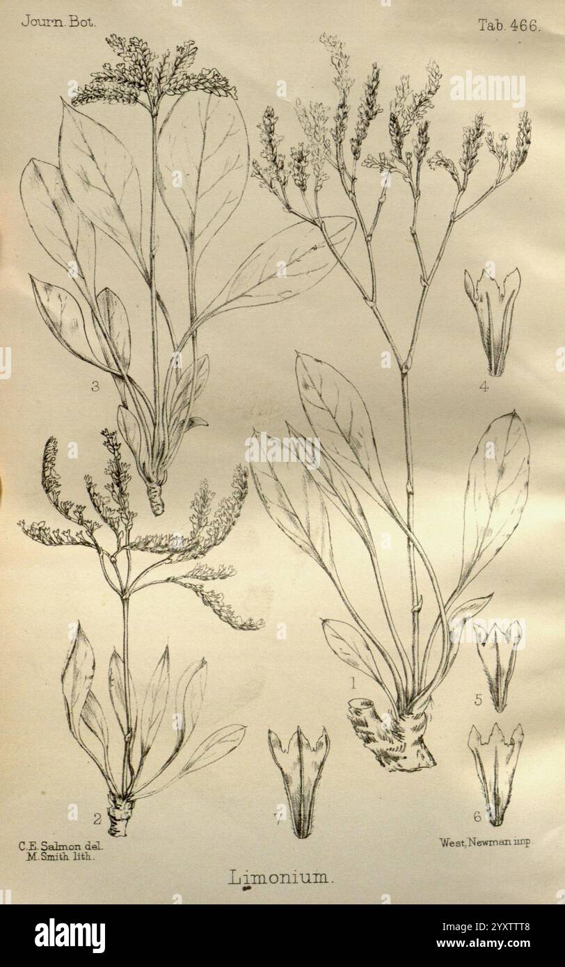 Journal of botany, British and foreign. London, Robert Hardwicke, 1863 ...