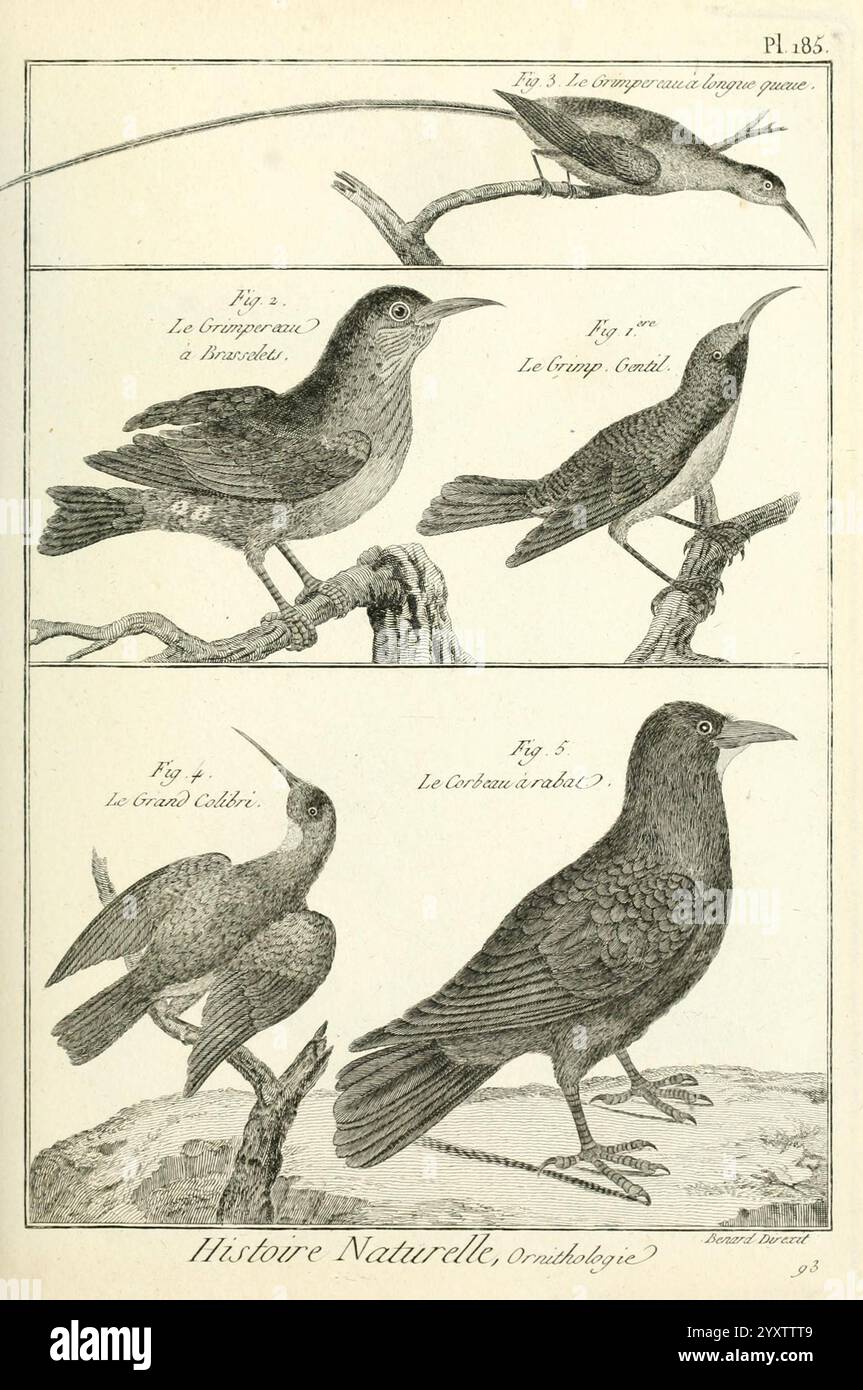 Le corbeau dantre hi-res stock photography and images - Alamy