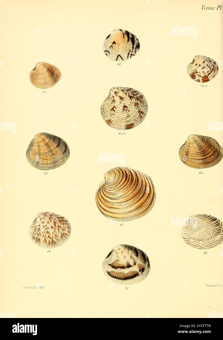 Associated classifications hi-res stock photography and images - Alamy