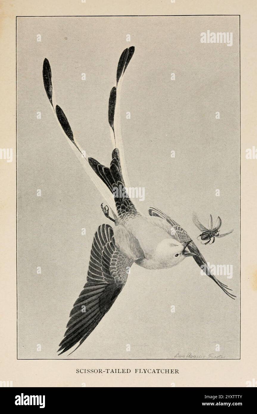 Handbook of Birds of the Western United States, Boston, Houghton ...