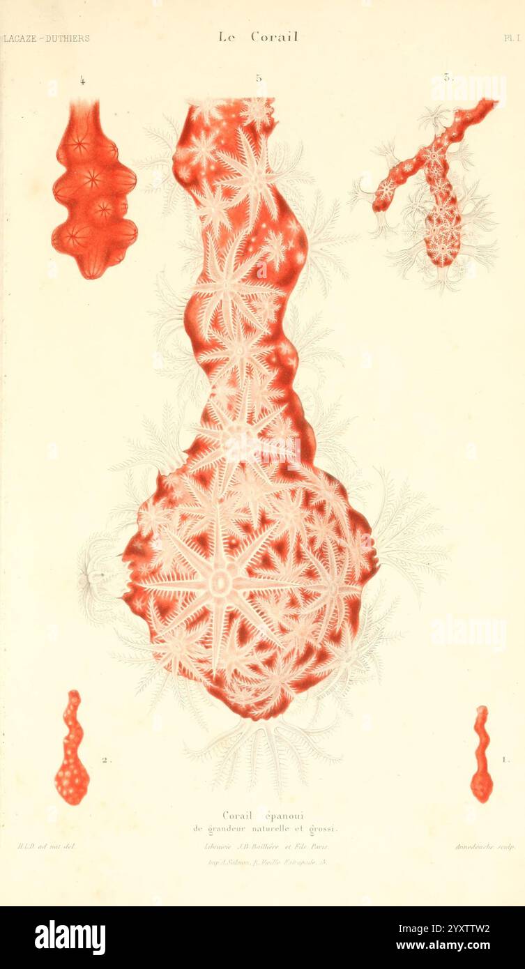 Smaller coral shapes hi-res stock photography and images - Alamy