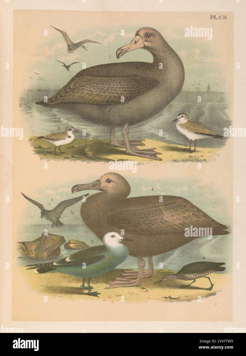 The birds of North America, New York, 1903, birds, North America ...