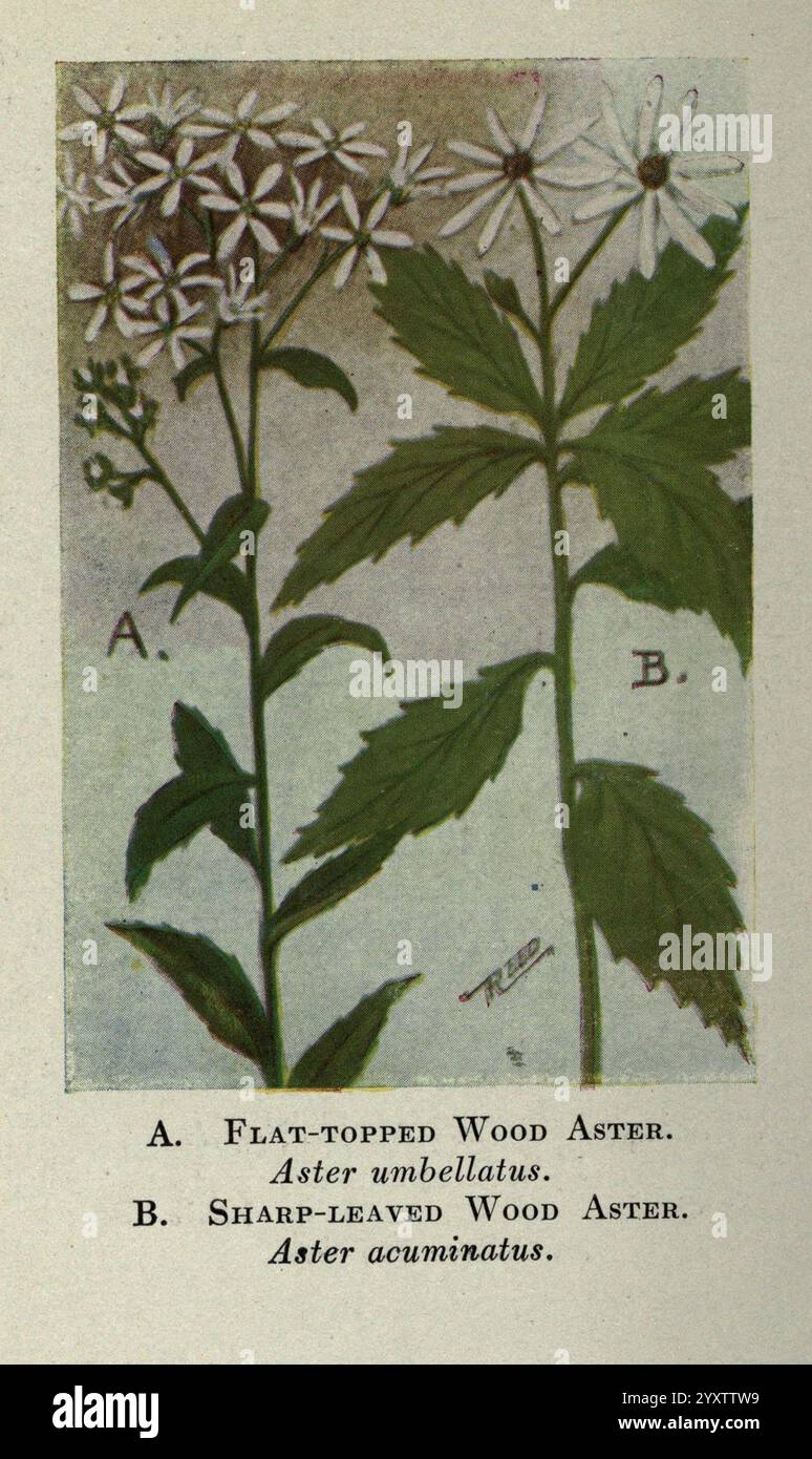 Illustration showcases two distinct species hi-res stock photography ...