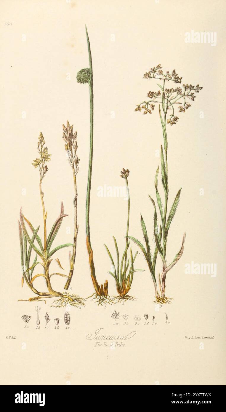 Illustrations of the Natural Orders of Plants with Groups and ...