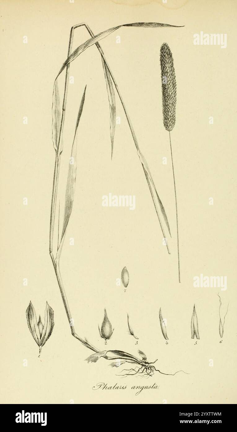 Species Graminum, Petropoli, Impensis Academiae Imperialis Scientiarum ...