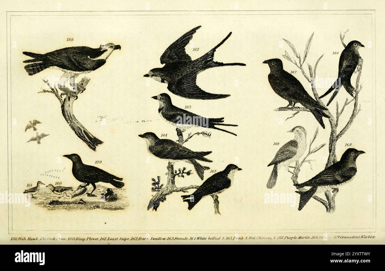 Fascinating avian creatures hi-res stock photography and images - Alamy