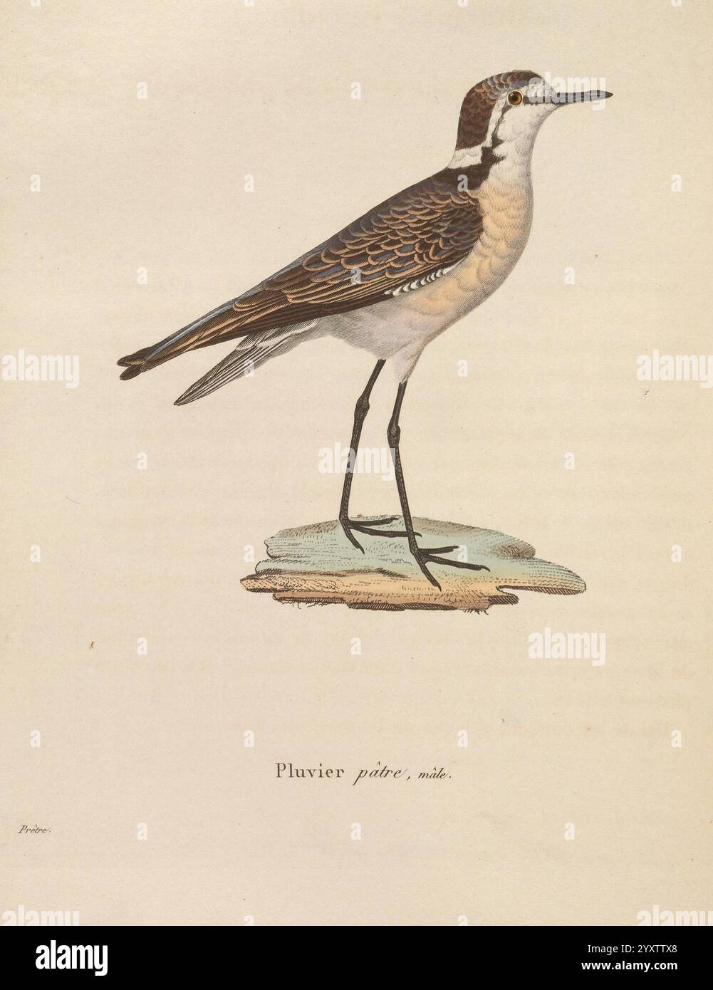 Nouveau recueil de planches coloriées d'oiseaux A Strasbourg Chez L ...