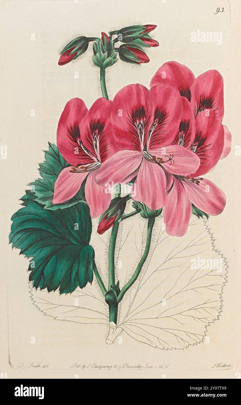 Flower cluster showcases hi-res stock photography and images - Alamy