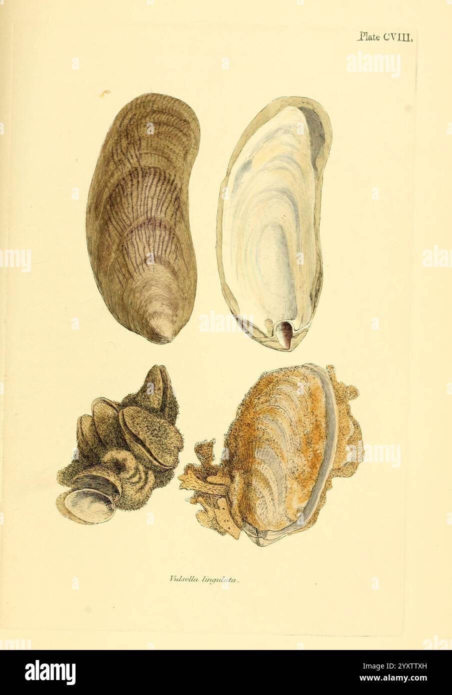 Variety within shellfish species hi-res stock photography and images ...