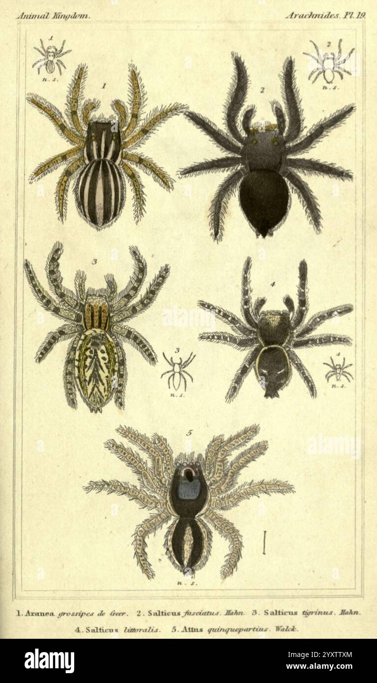 Showcasing typical spider features hi-res stock photography and images ...