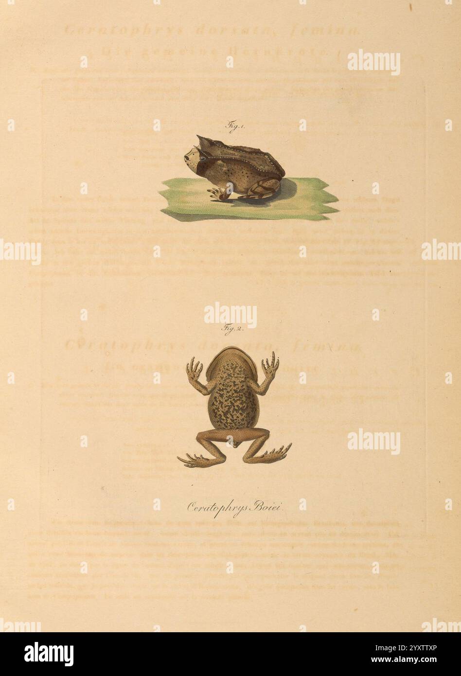 Smooth horned frog amphibians hi-res stock photography and images - Alamy