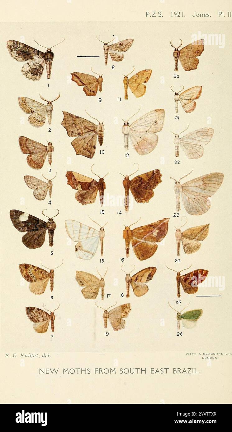 Diverse wing patterns hi-res stock photography and images - Alamy