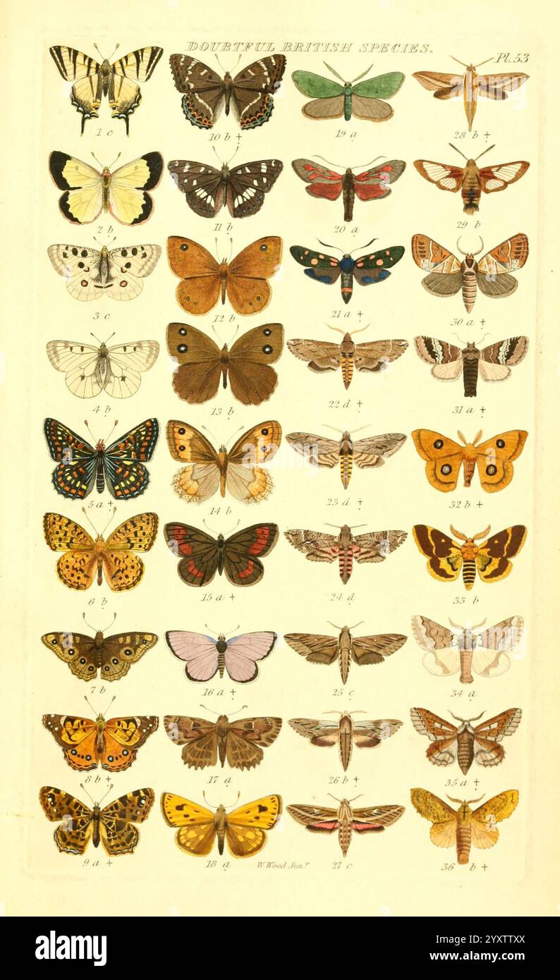 Include intricate markings hi-res stock photography and images - Alamy