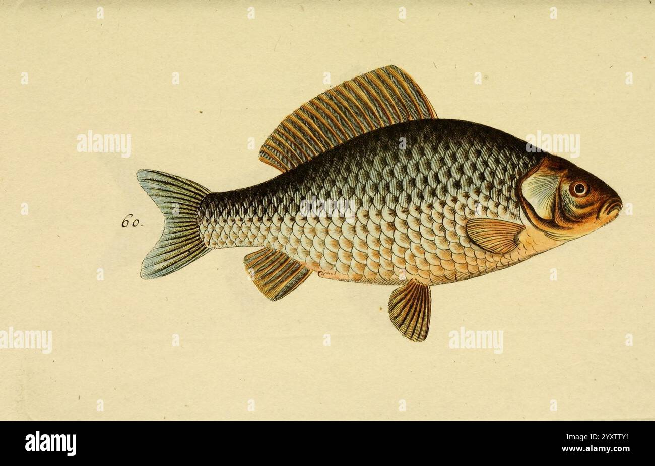 Illustration combines anatomical precision hi-res stock photography and ...