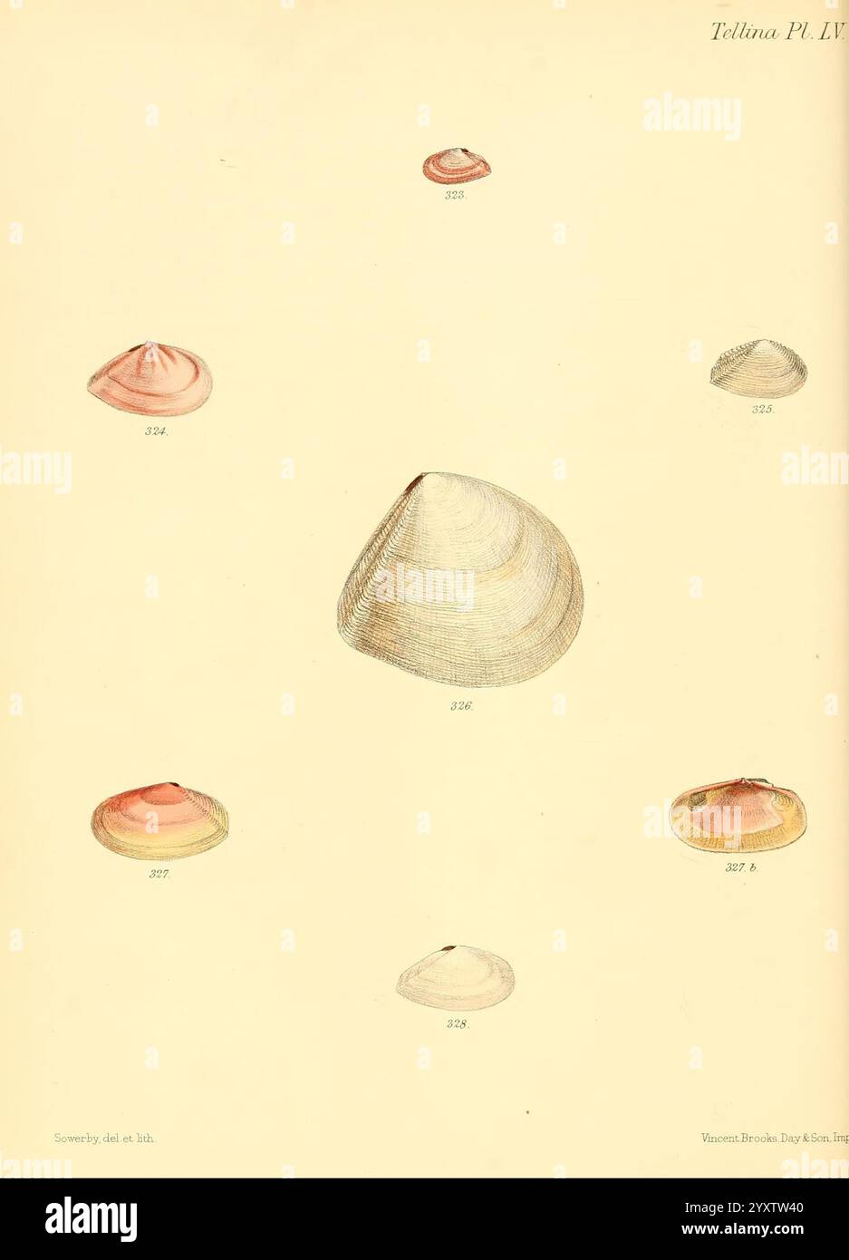 Conchologia Iconica, or Illustrations of the Shells of Molluscous ...