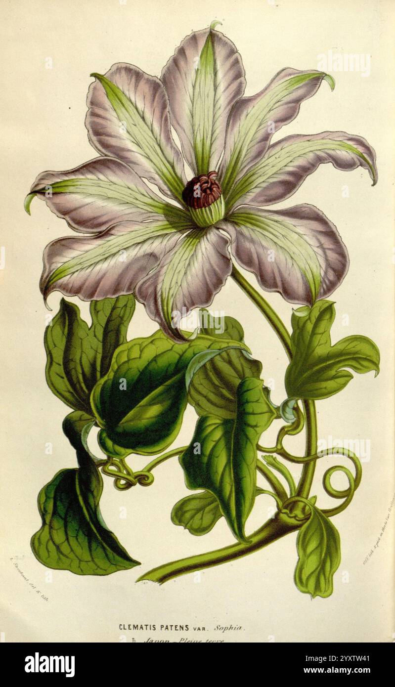 Clematis japan northeast asia hi-res stock photography and images - Alamy