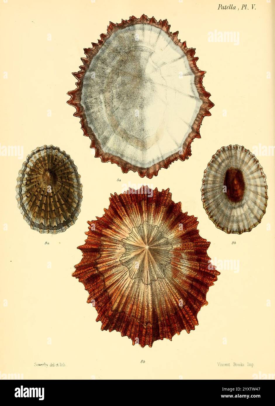 Showcasing three distinct types hi-res stock photography and images - Alamy