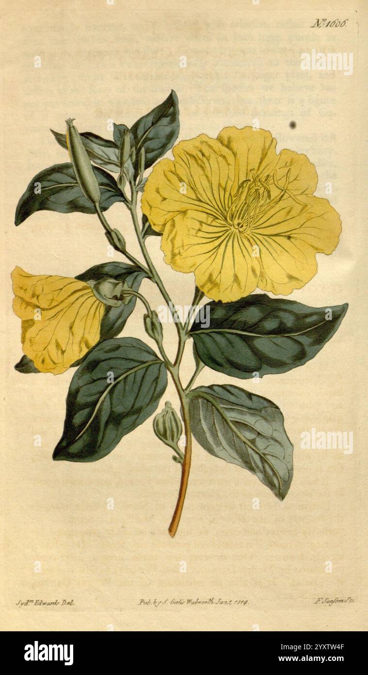 Family onagraceae glaucous leaved evening primrose shrubby sun hi-res ...