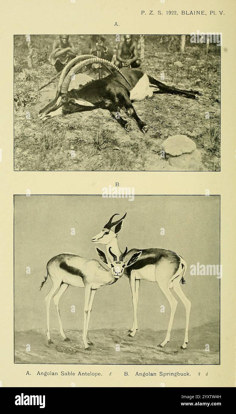 Two illustrations of antelope species hi-res stock photography and ...