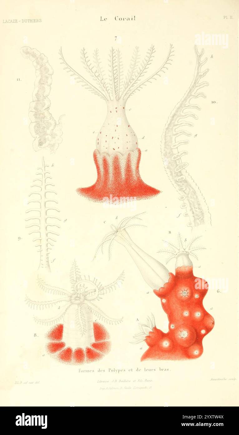 Histoire naturelle du corail, Paris, J. B. Baillière, 1864, corals ...