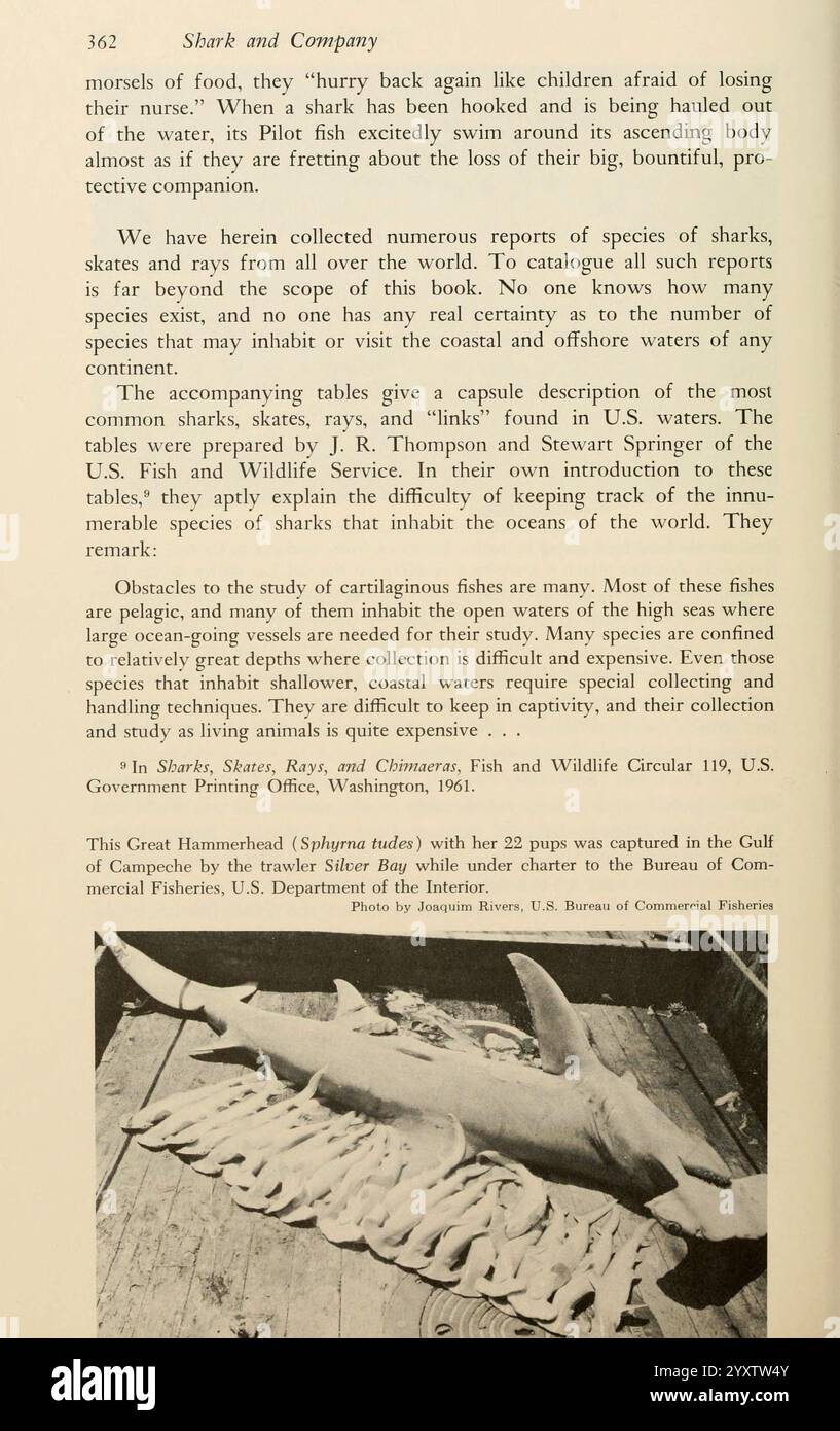 Shadows in the Sea, Philadelphia, Chilton Books, 1963, shark, Woods ...