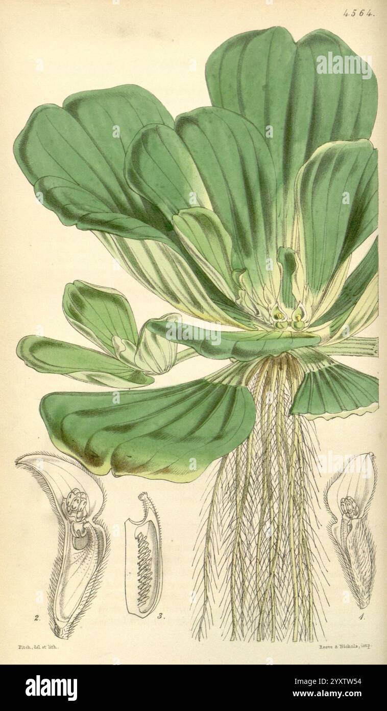 Curtis's Botanical Magazine, London, New York, botanical illustration ...