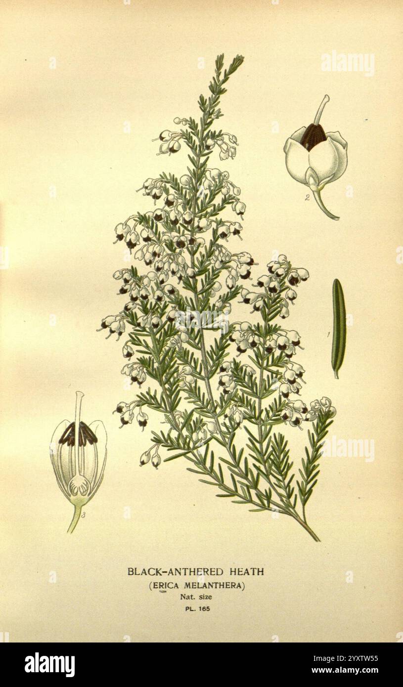 Erica melianthera hi-res stock photography and images - Alamy