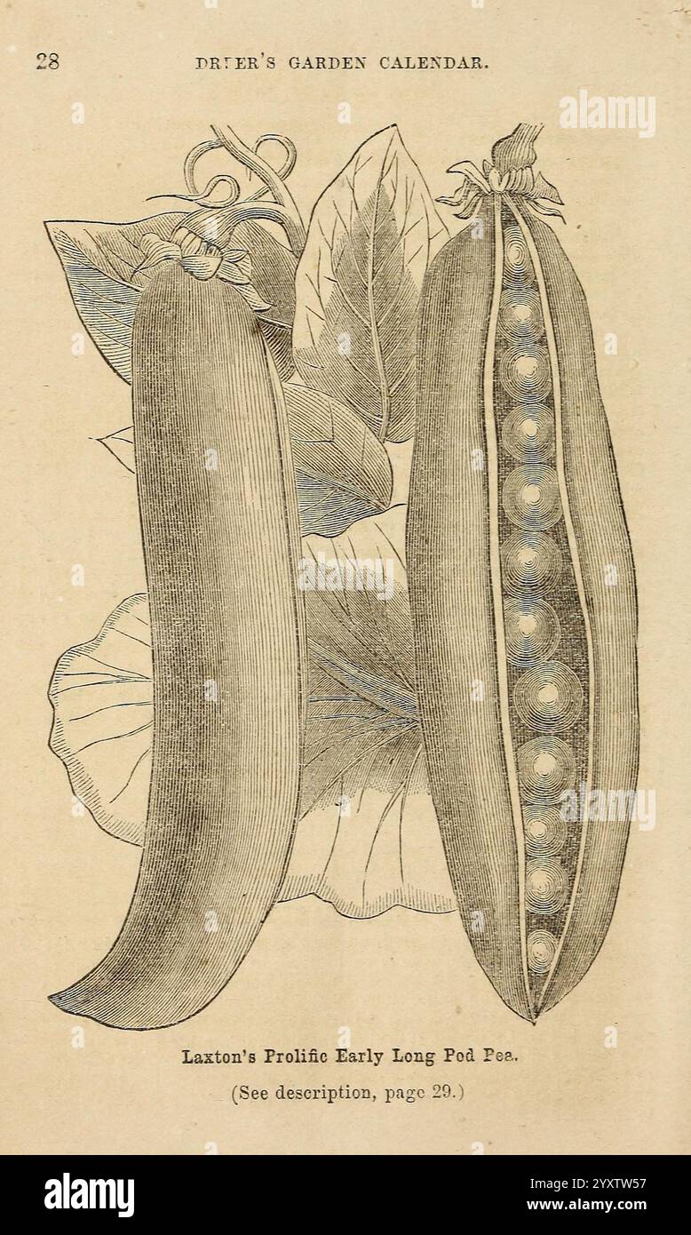 Laxtons prolific early long pod pea hi-res stock photography and images ...