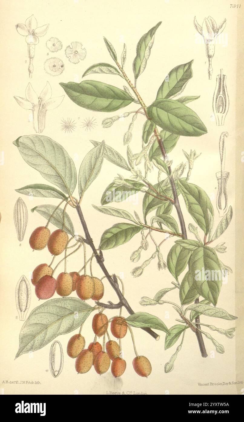 Curtis's Botanical Magazine, London, New York, botanical illustration ...