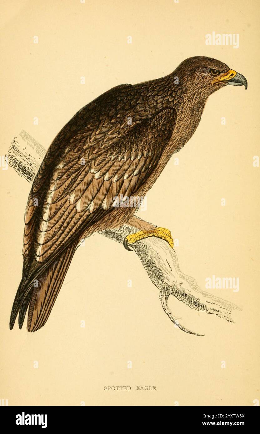 A history of British birds.1863-1866?, birds, Great Britain, bird, A ...