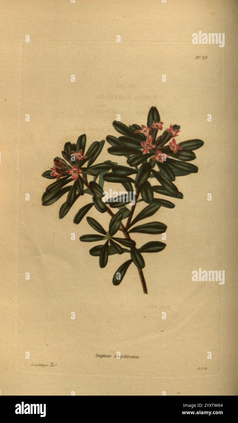 Daphne sapolitanum hi-res stock photography and images - Alamy