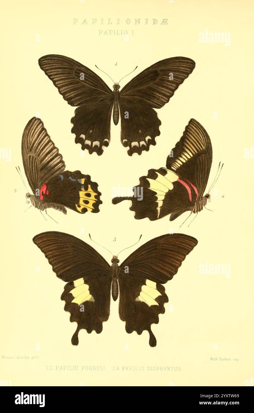 Rhopalocera exotica London, Gurney & Jackson, 1887-1902, butterflies ...