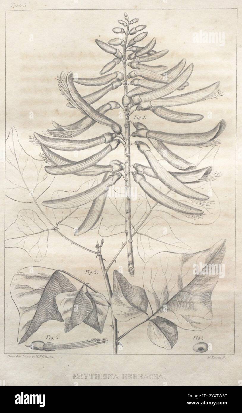 A flora of North America, Philadelphia, M. Carey & Sons, 1821-23, North ...