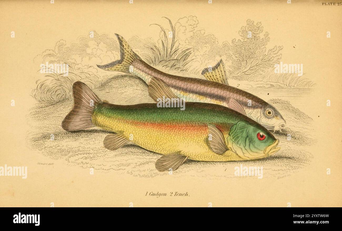 Illustration showcases two distinct fish species hi-res stock ...
