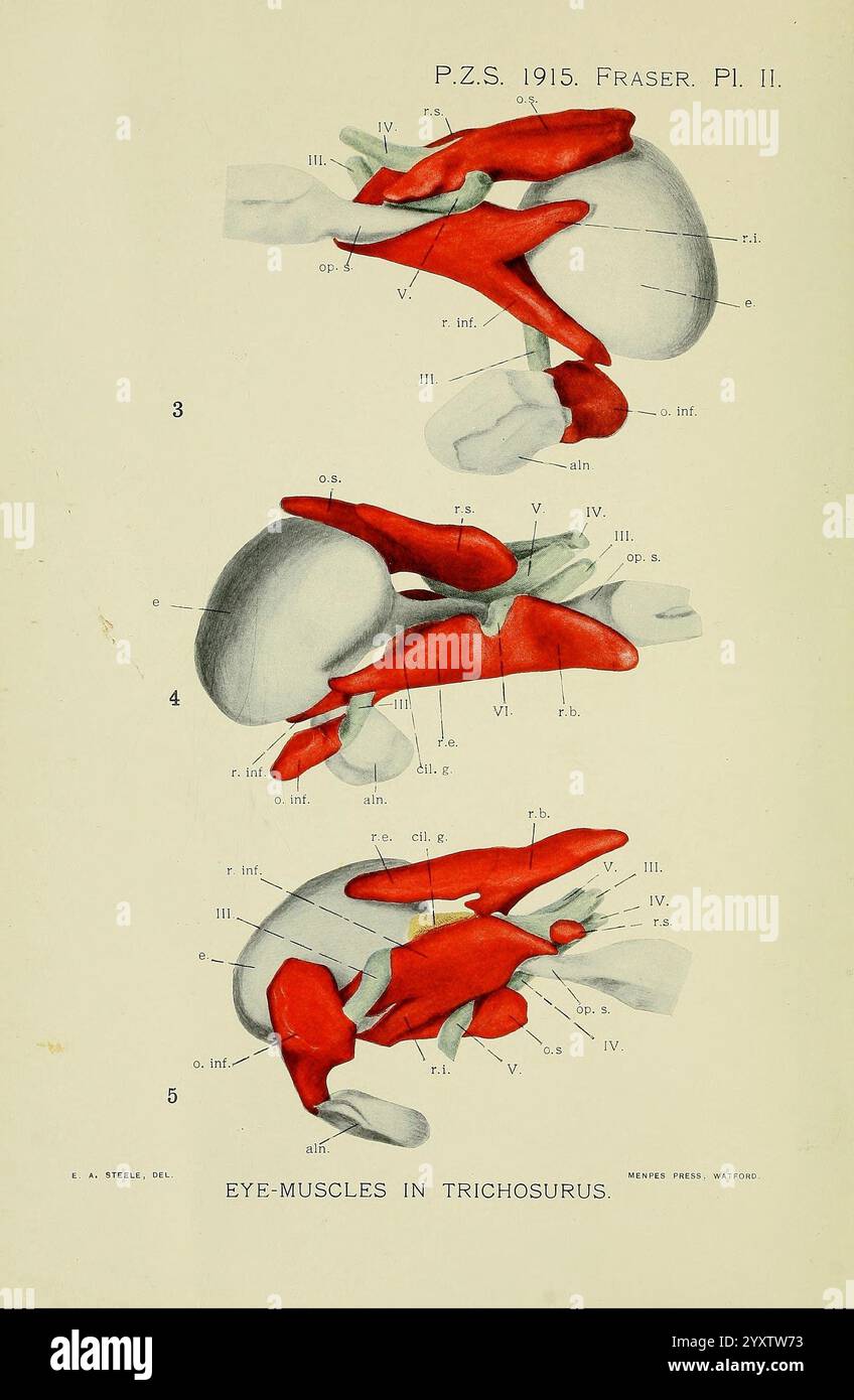 Various muscles labeled hi-res stock photography and images - Alamy